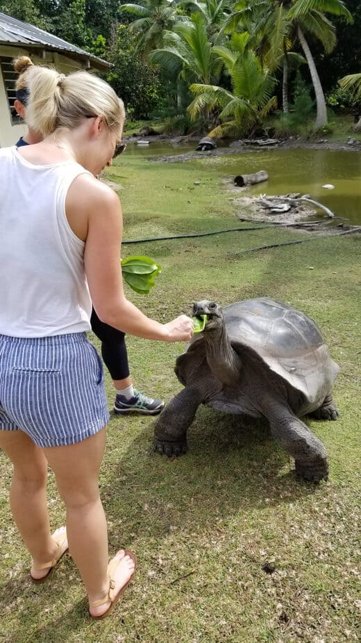 Meeting Giant Tortoises on Curieuse Island - Out Chasing Stars