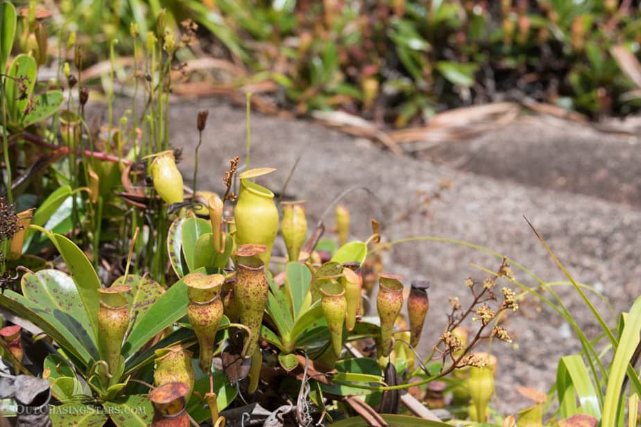 Hiking the Copolia Trail in Mahe, Seychelles - Out Chasing Stars